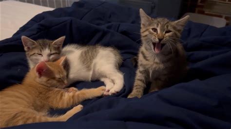 Funny Cat And Cute Kittens Playing Compilation Youtube