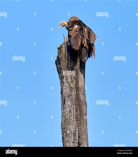 Himalayan Griffon Vulture Perching On Dead Tree Trunk At Jim Corbett