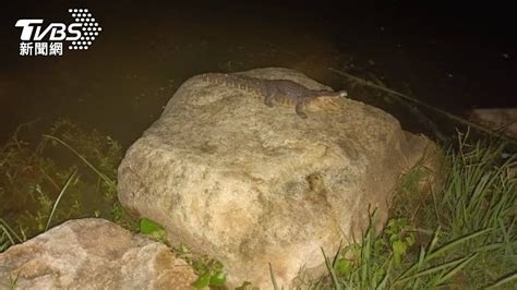 農16凹子底公園池畔 民眾驚見鱷魚張嘴站石頭上 Yahoo奇摩汽車機車