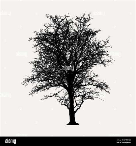Leafless Tree Silhouette Clipart Nature Illustration In Black Vector