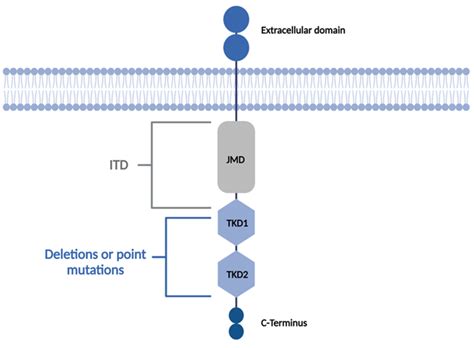 Schematic Illustration Of FLT Tyrosine Kinase Displaying Activating Download Scientific
