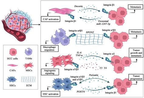 Integrins With Other Cells In The Hcc Tme Tme Typically Contains