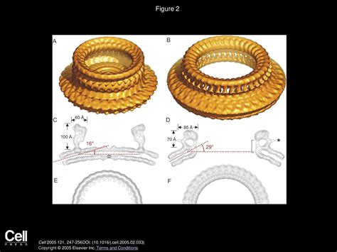 Structural Basis Of Pore Formation By The Bacterial Toxin Pneumolysin