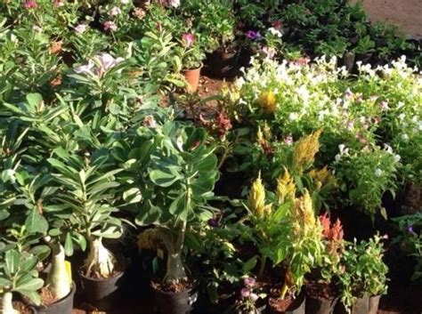 Plant Nursery Information For Beginners Agri Farming