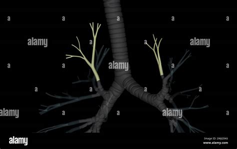 The Apical Segmental Bronchus Is The Most Superior Bronchus Of The