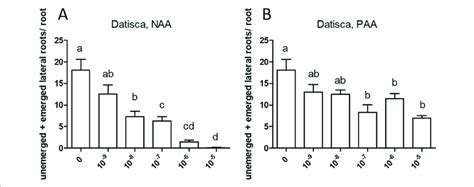 Effect Of Naa A And Paa B On Branching Of The Seedling Root Of