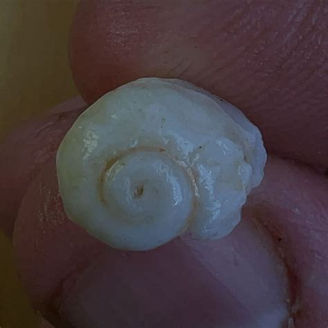 Discounted Opalised Snail Fossil Unearthed Aust Opal