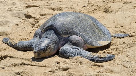 Sri Lankan Sea Turtles The Turtle Bros