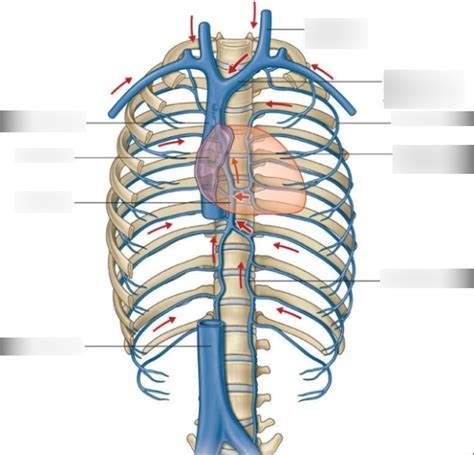 Lab 2 3 Diagram Posterior Intercostal Veins Diagram Quizlet