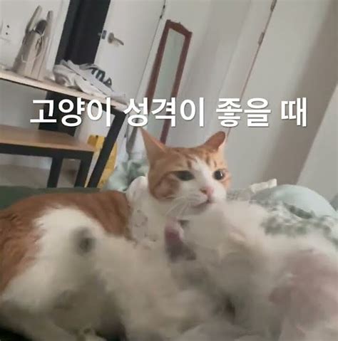 강아지는 왜 흥분했을까 Youtube