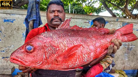 Kasimedu 🔥 Speed Selvam Red Snapper Fish Cutting Video In Kasimedu