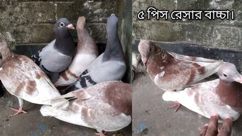 রেড চেকারমিলি রেসার সবজি রেসার বাচ্চা। Youtube