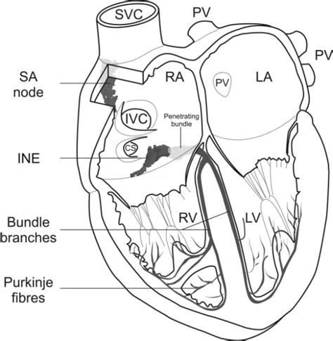 A ‘model Of The Atrioventricular Node The Physiological Society