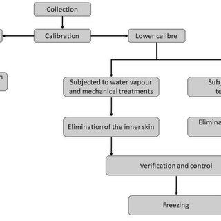 Schematic Representation Of The Processing Operations Of Chestnut