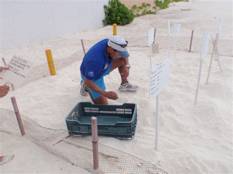 Sea Turtles Hatching In Cancun Carm Blog