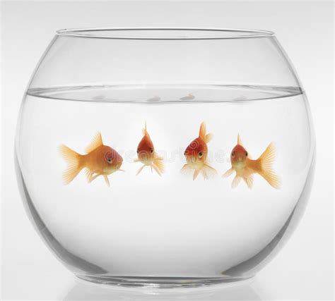 水族馆背景鱼红色白色 库存图片 图片 包括有 事业 上涨 水族馆 喜悦 制作 敌意 增长 隐居者 4336371