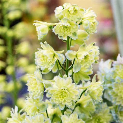 Buy Delphinium Highlander Collection At Uk