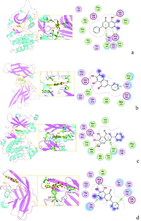 3d Molecular Docking Diagrams Of Active Ingredients And Targets A