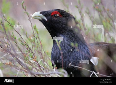 Capercaillie In Forest Landscape Stock Photo Alamy