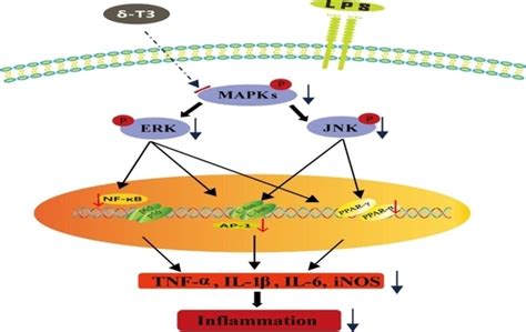 Ijms Special Issue Chemopreventive Activities Of Phytochemicals 2022