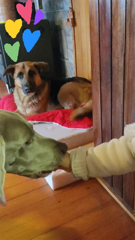 Se Puede Enseñar A Los Perros A Usar La Caja De Arena
