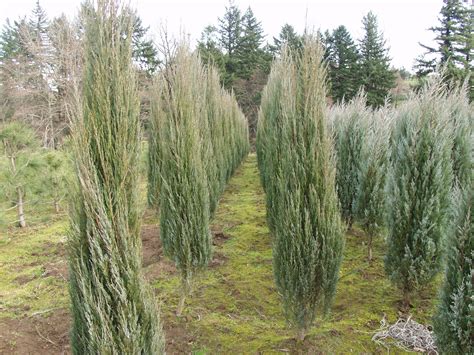 Juniper Skyrocket