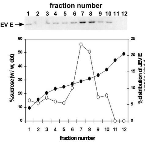 Distribution Of Jev E Protein In The Sucrose Gradient After