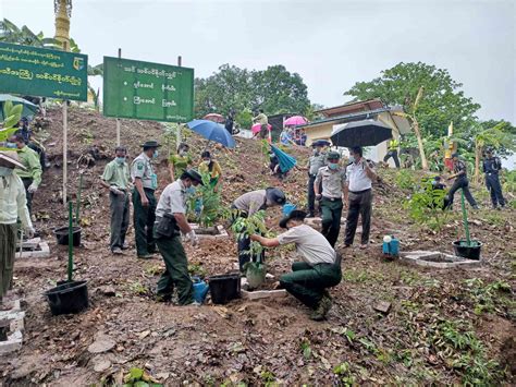 လှိုင်းဘွဲမြို့ ကျိုက်မုရောစေတီတော်ဝန်းကျင်၌ မိုးရာသီအကြို သစ်ပင်စိုက်ပ