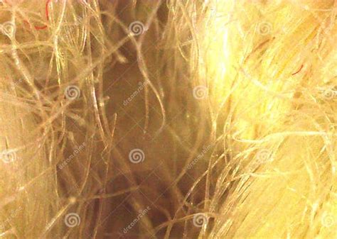 Fur Natural Hair Background Texture In Detail Background Image Under The Microscope Micro