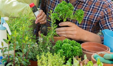Guide To Planting Herbs Seasonal Cornucopia
