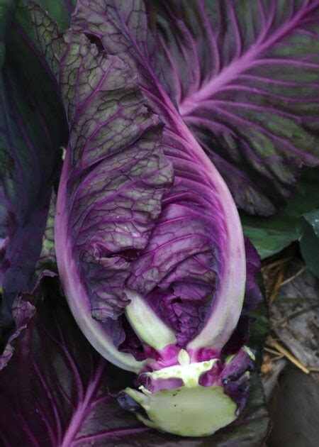 Grow Cabbage In Winter 25 Varieties Sara At Skillnadens