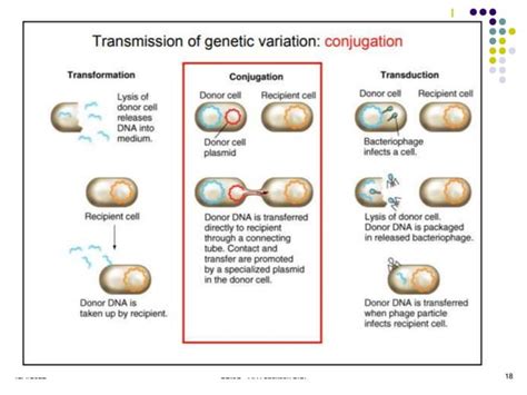 2 Bacterial Reproductionppt