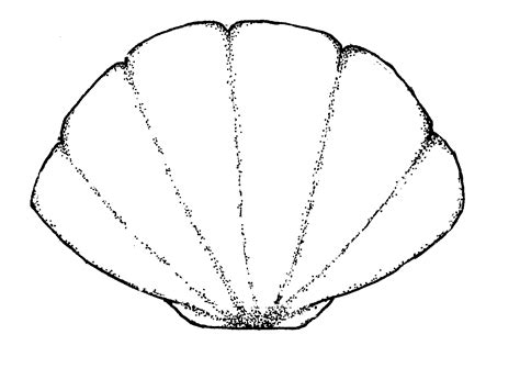 Free Shell Outline Download Free Shell Outline Png Images Free