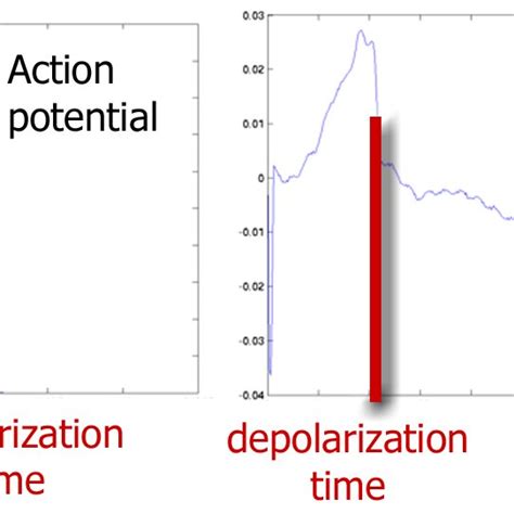 comparing simulated action potential left and measured extracellular
