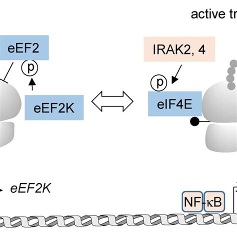 The Impact Of Nf κb Mediated Gene Expression And Irak2irak4 Function