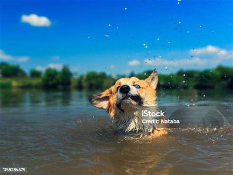 큰 귀를 가진 귀여운 빨간 강아지 코기 개는 화창한 여름 날에 마을의 총구에서 튀는 물방울을 우스꽝스럽게 닦아내며 연못에서 수영합니다 펨브록웰시코기에 대한 스톡 사진 및