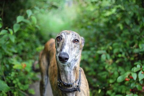 Listen As Greyhound Shows Off Her Morning Voice In Duet With Owner