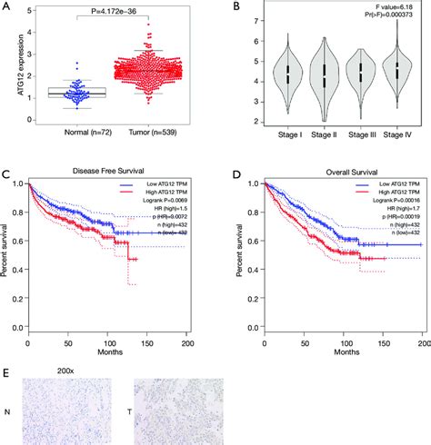 Low Expression Of Atg12 Indicates Better Rcc Prognosis A The