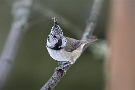 Crested Tit Bird Free Photo On Pixabay Pixabay