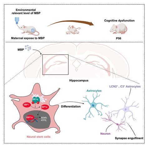 Maternal Phthalates Exposure Promotes Neural Stem Cell Differentiation Into Phagocytic
