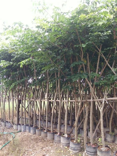 ประดู่ Burma Padauk โดย อมรรัตน์ การ์เด้น