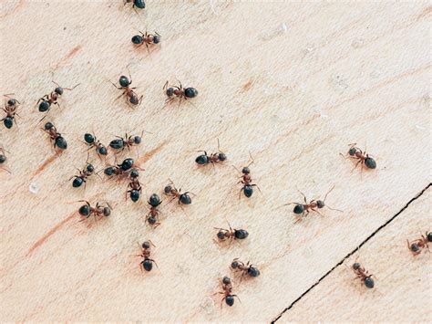 How To Get Rid Of Ants With 3 Ingredients Au