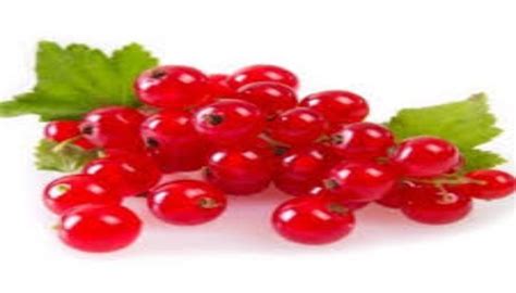 Grosella Roja Origen Descripción Variedades Usos Cuidados Y Más
