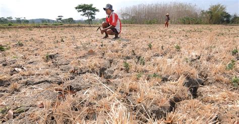 Singkong Hingga Batang Pepaya Jadi Pangan Alternatif Di Indonesia