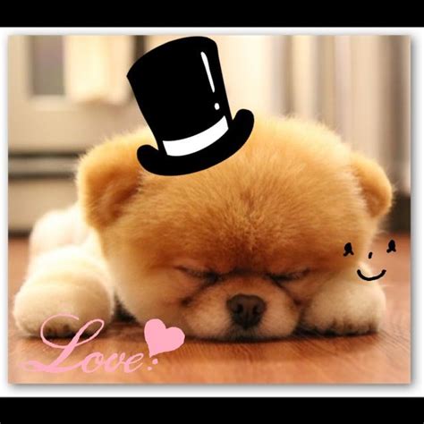 Boo The Worlds Cutest Dog Such A Cute Pomeranian Adorable World