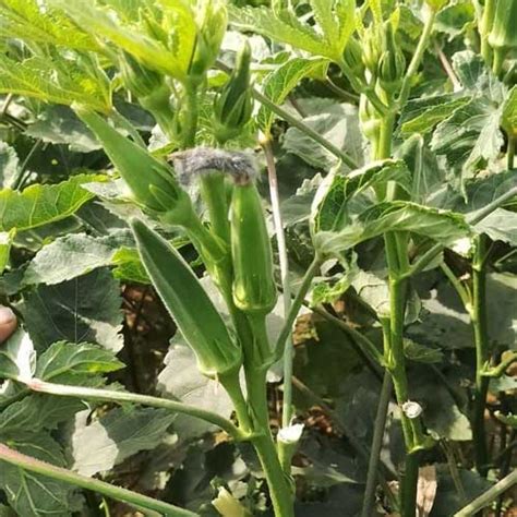 Buy Ladies Finger Pusa Sawni Okra Bhindi Seeds High Yield Year Round