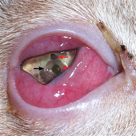 Conjunctivitis In Cats Clinicians Brief