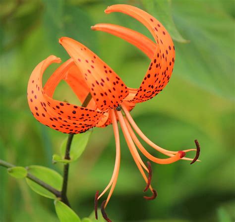 Tiger Lily Flowers How To Grow Tiger Lilies And Tiger Lily Care