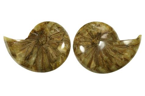 5 1 Jurassic Cut And Polished Nautilus Cymatoceras Fossil Madagascar