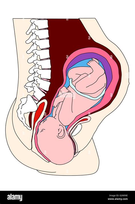 Uterus Cross Section Cut Out Stock Images And Pictures Alamy